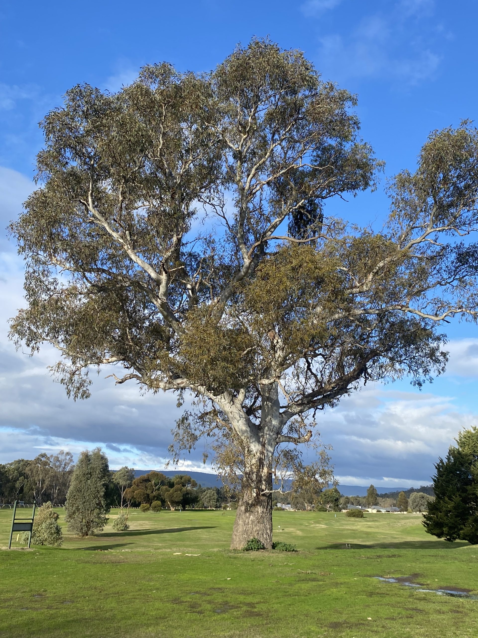 Rd 2 54 Hole Event – Par – Yea Golf Club